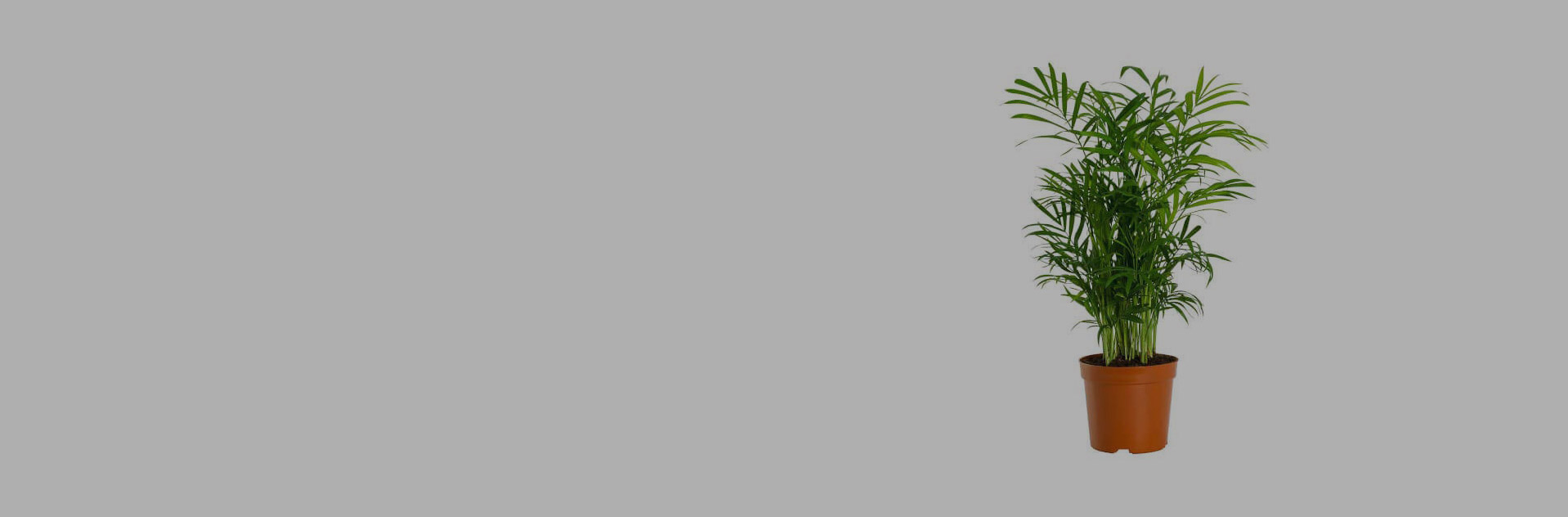 @ Buy pots and planters online at Treepot | Tree pot website in India