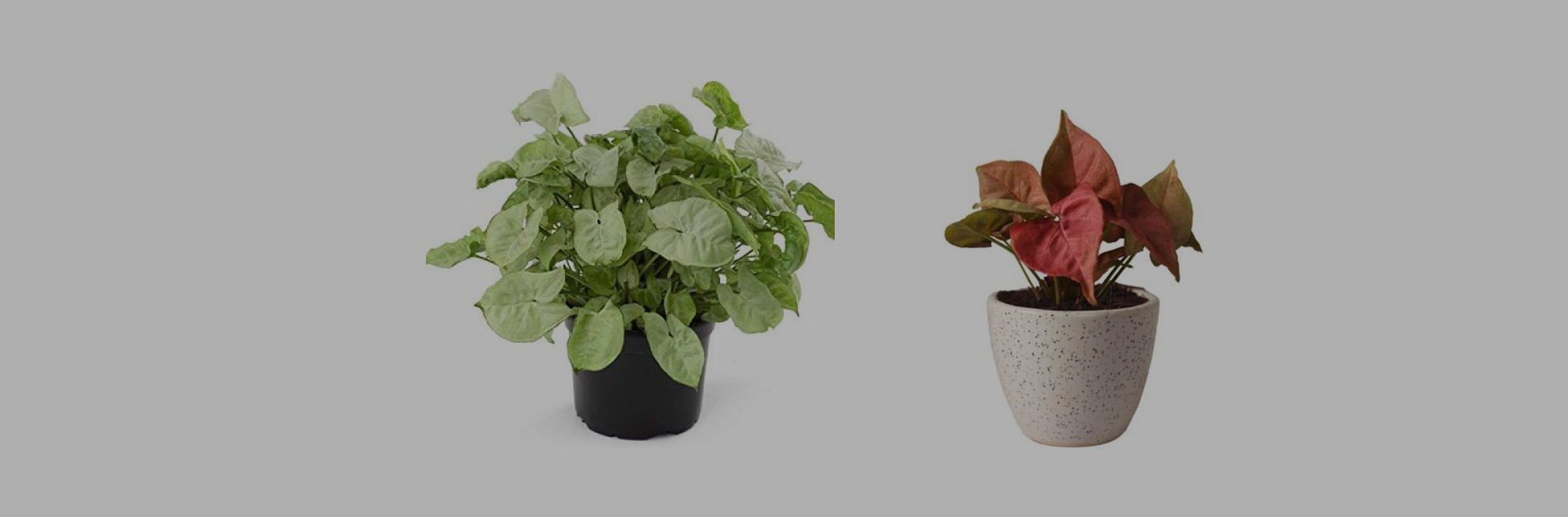 @ Buy pots and planters online at Treepot | Tree pot website in India